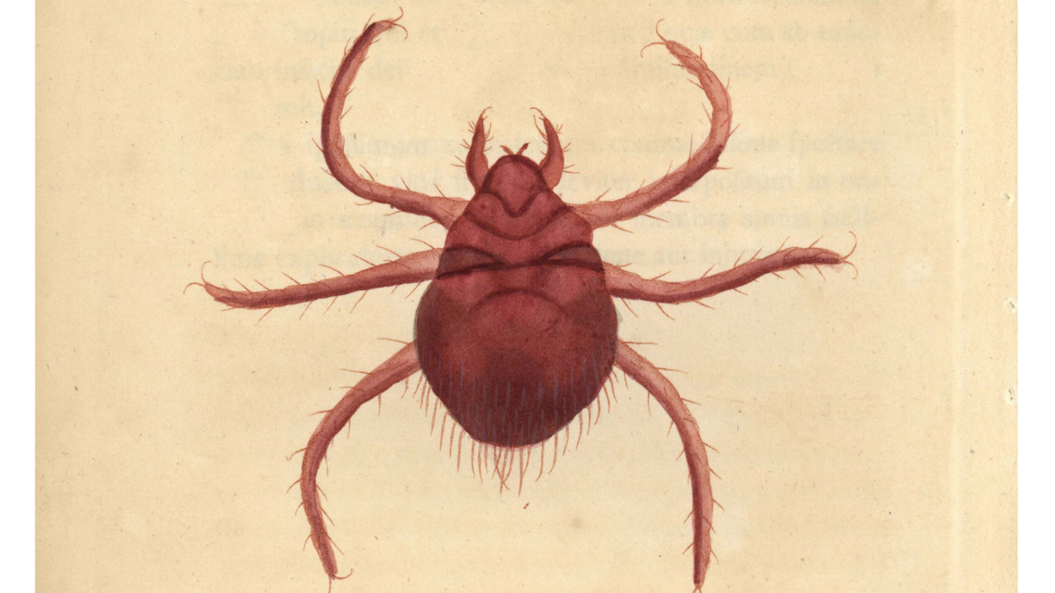 chigger mites