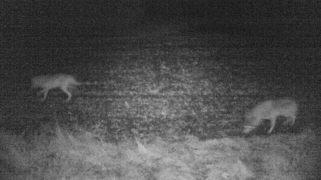 Denmark Now Has A Wild Wolf Pack Again — For The First Time In 200 ...