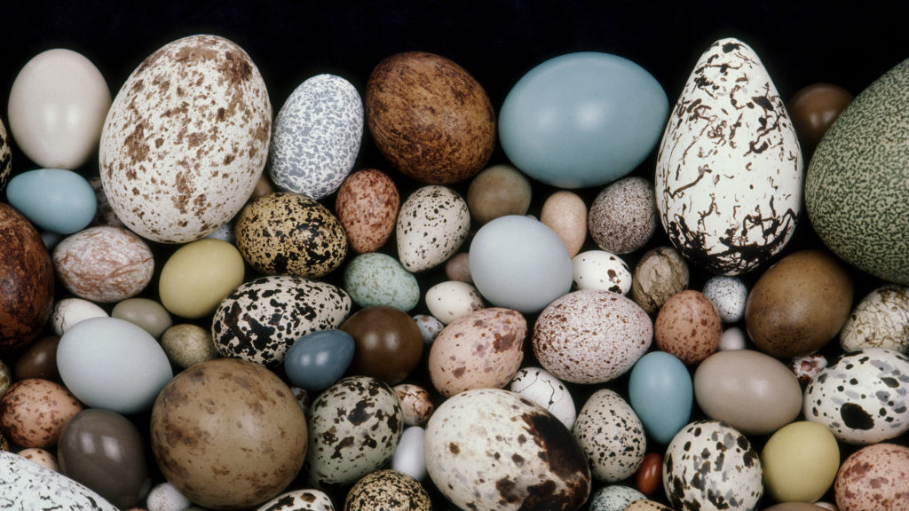 How Do Eggs Get Their Shapes? Scientists Think They've Cracked It | WAMU