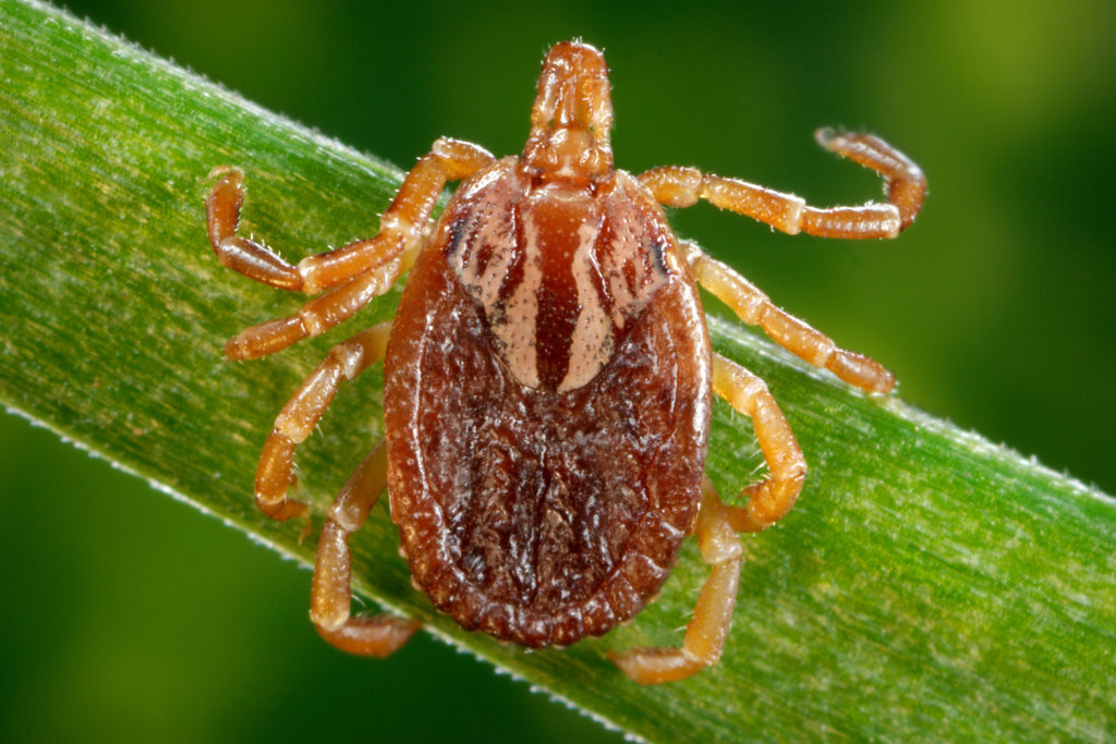 The Worst Tick Infestations Ever Youtube Ticks
