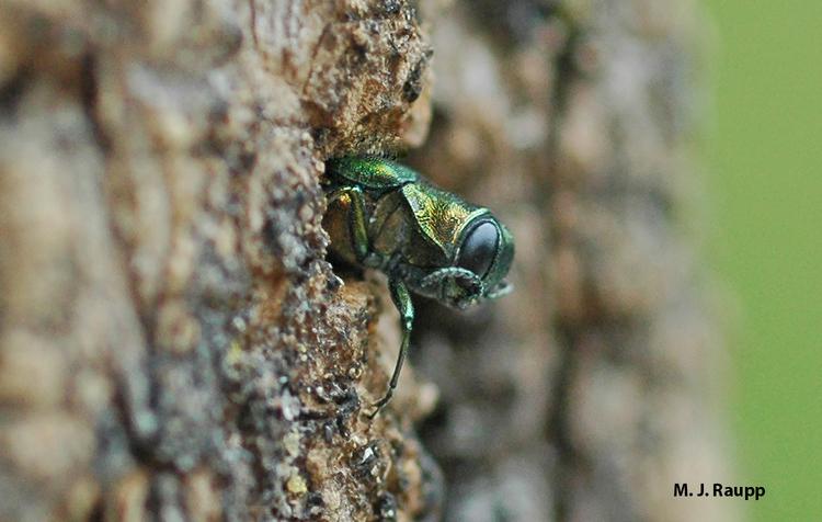 How An Invasive Bug is Killing Off Our Region's Ash Trees | WAMU