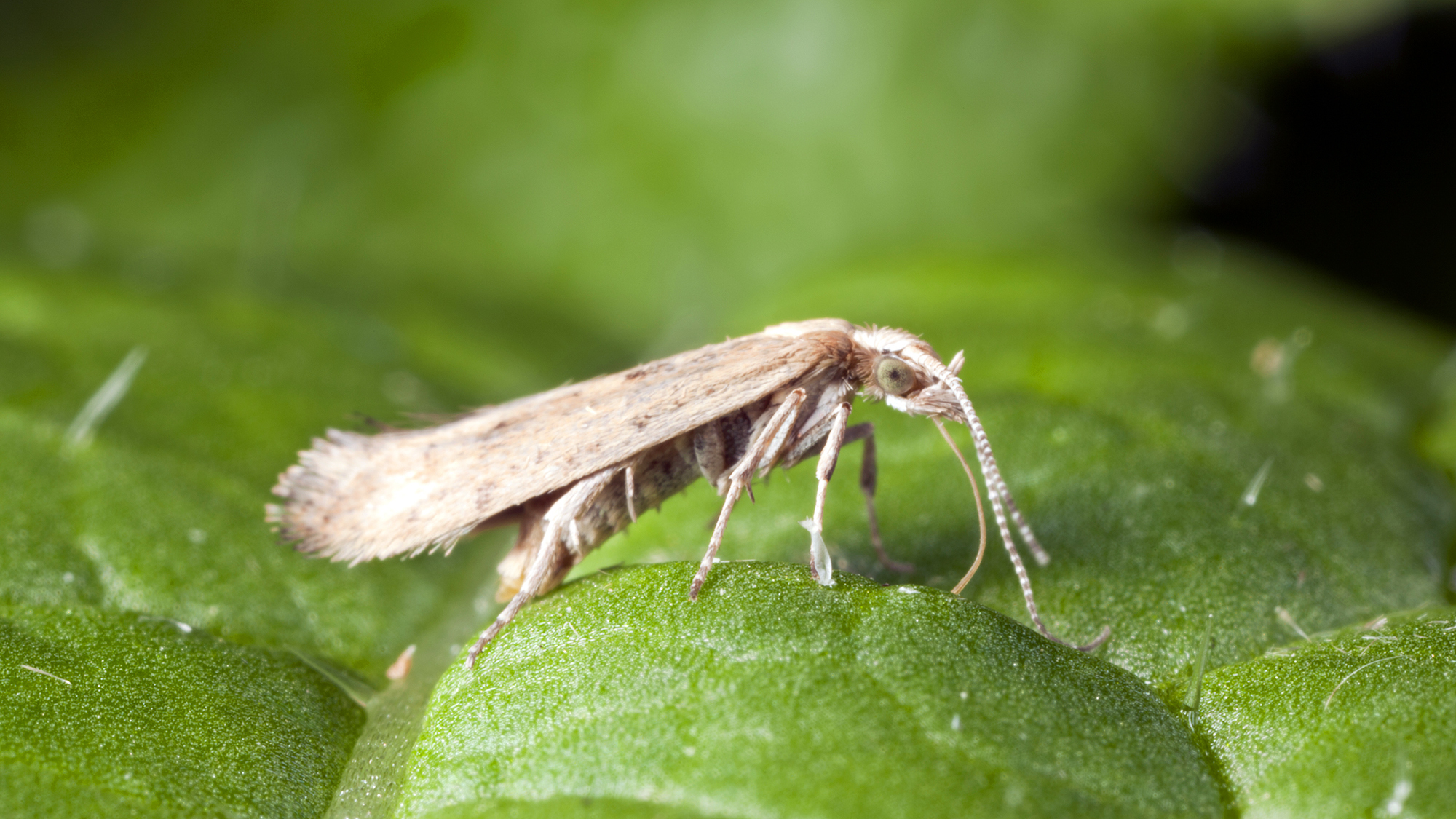 Scientists Try To Fight Crop Damage With An Invasive Moth's Own DNA | WAMU