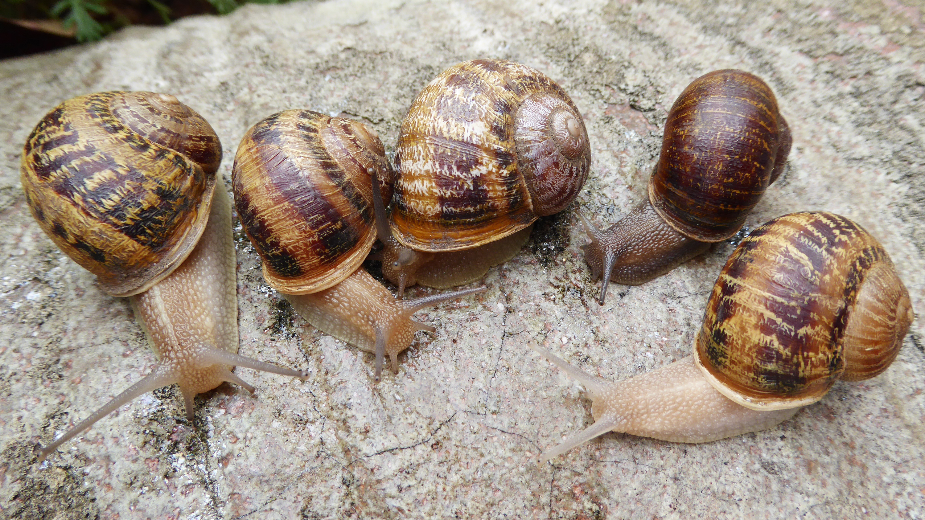 Snail Vehicle Nasa