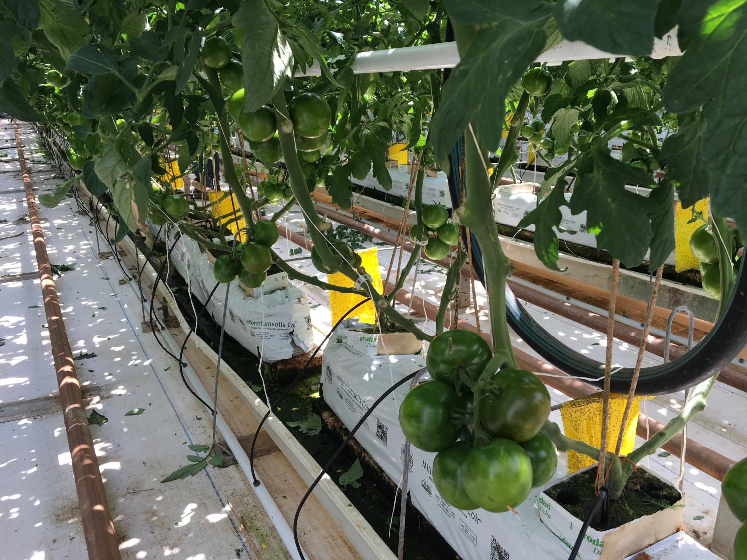 Growing High-Tech Tomatoes With Artificial Intelligence | WAMU