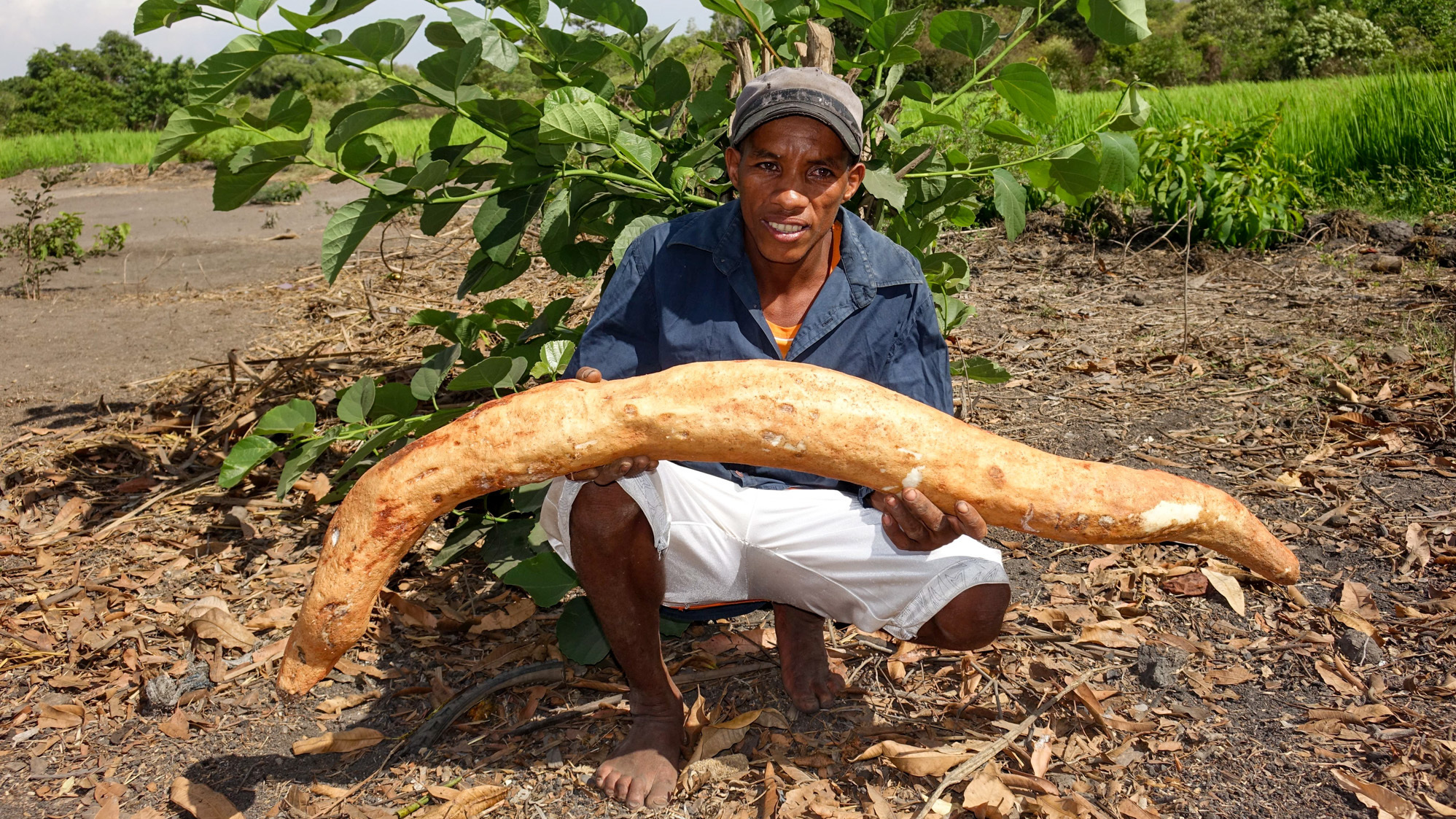 The Yam That Deserves To Win The Internet | WAMU