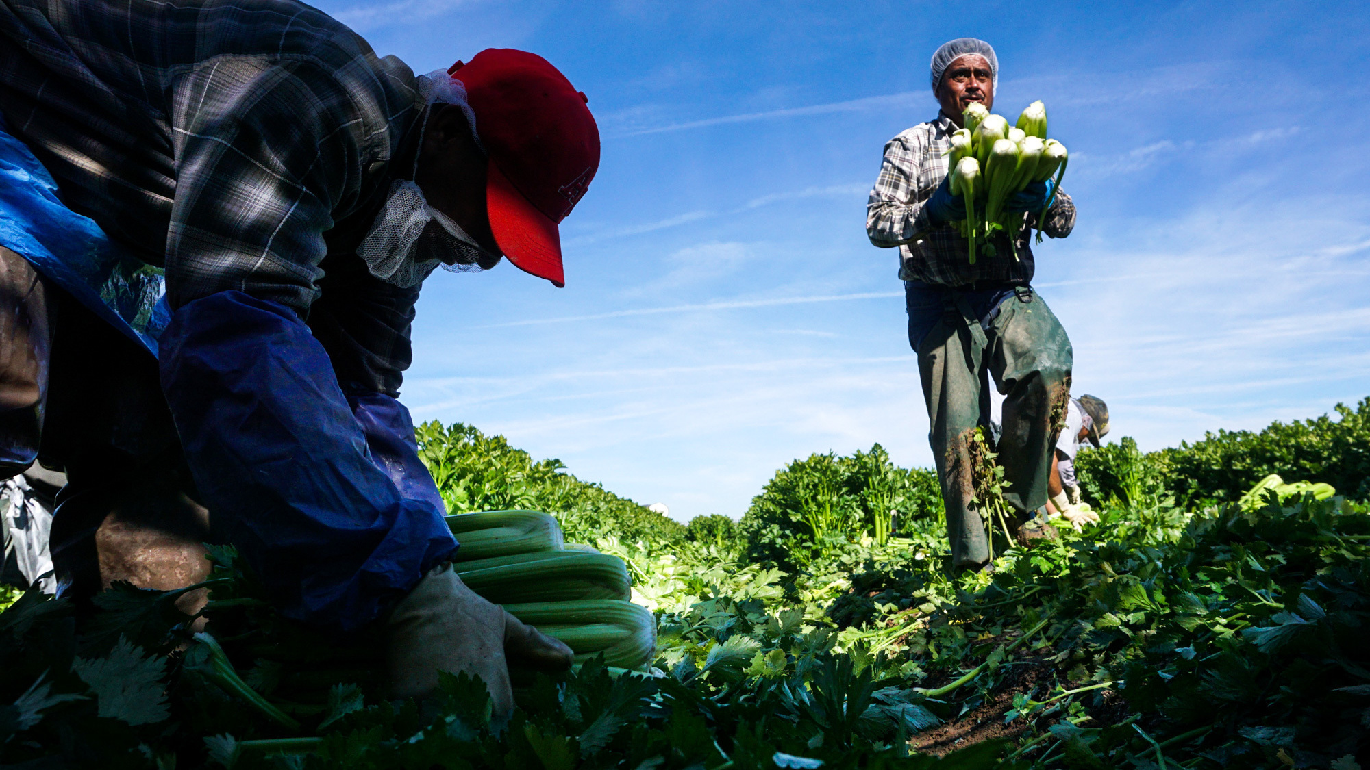 Health Risks To Farmworkers Increase As Workforce Ages | WAMU