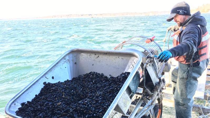 Shellfish Industry, Scientists Wrestle With Potentially Deadly Toxic ...