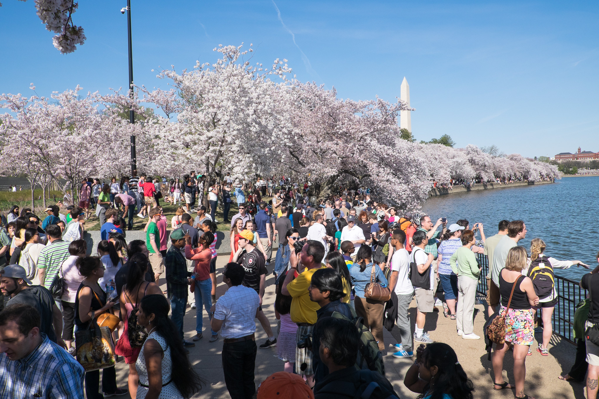 Blossoms Off The Beaten Path: A Guide To The Flowering Trees Of D.C. | WAMU