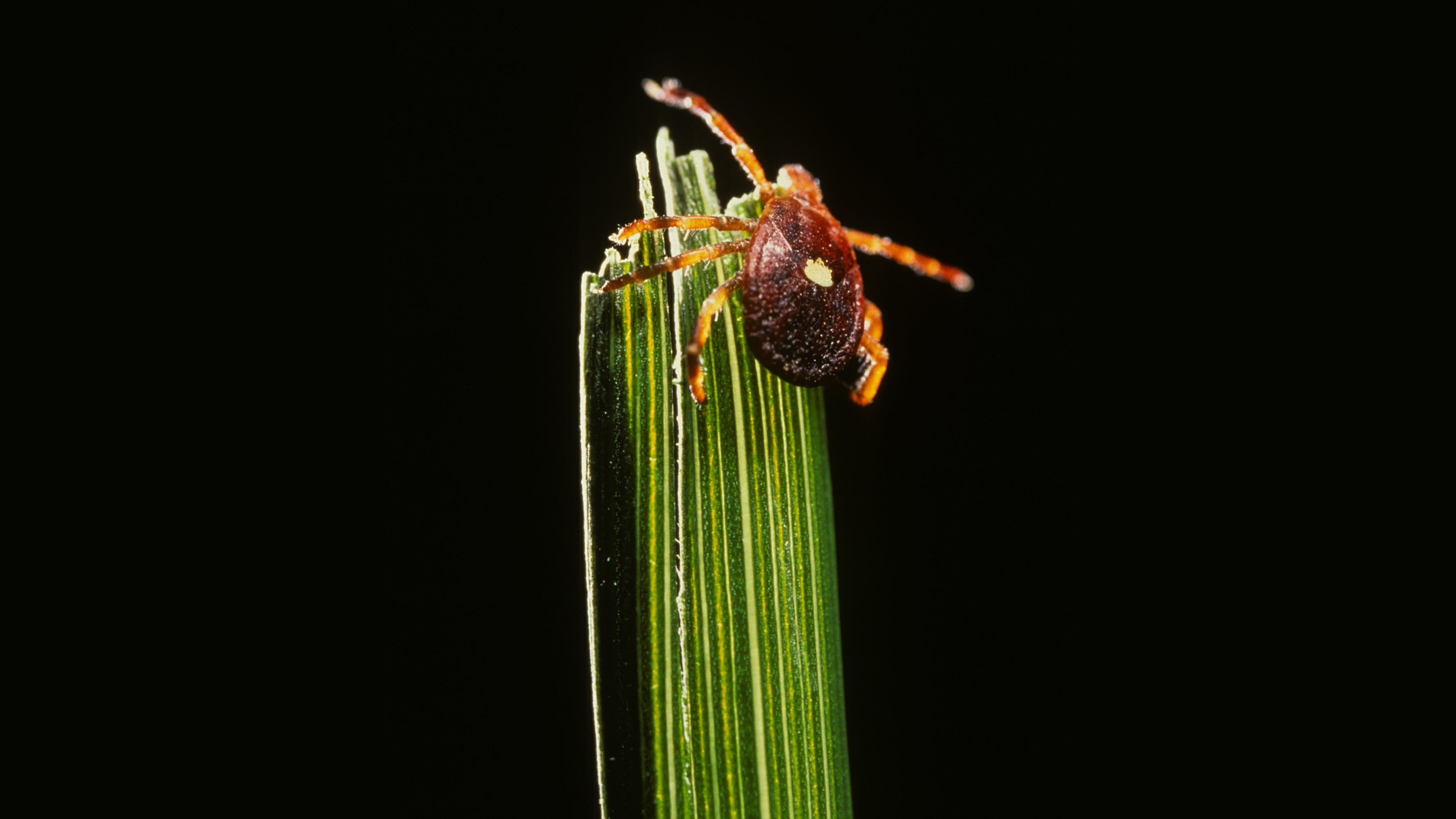 Red Meat Allergies Caused By Tick Bites Are On The Rise | WAMU