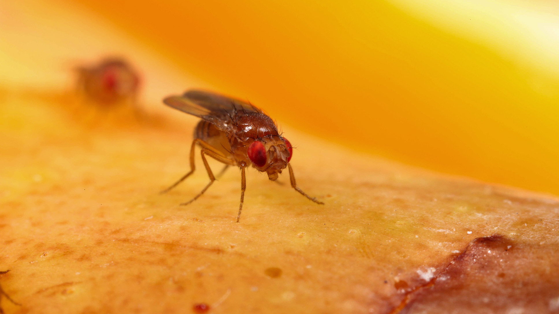 When And Where Fruit Flies First Bugged Humans | WAMU