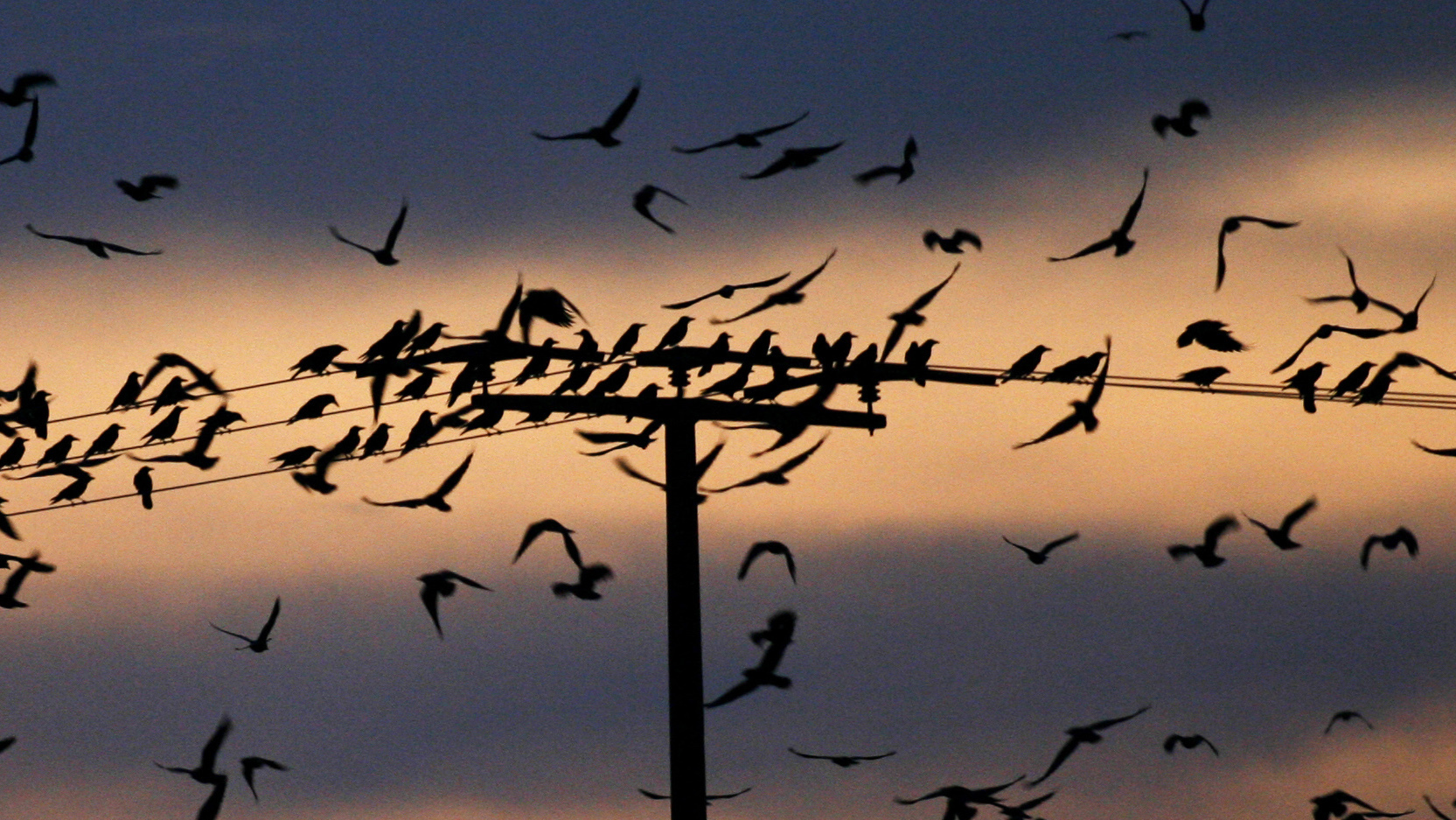 Crow Murders In Idaho Are Nothing To Squawk About: Human Scarecrows Try ...