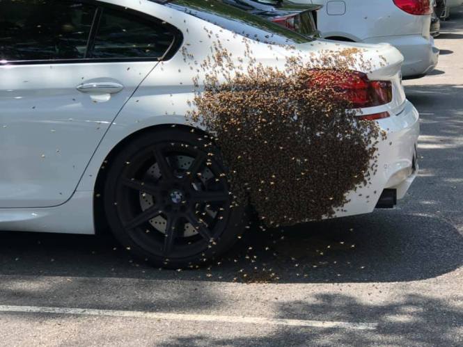 When Thousands Of Bees Swarmed A Car, A Fairfax Firefighter-Turned ...