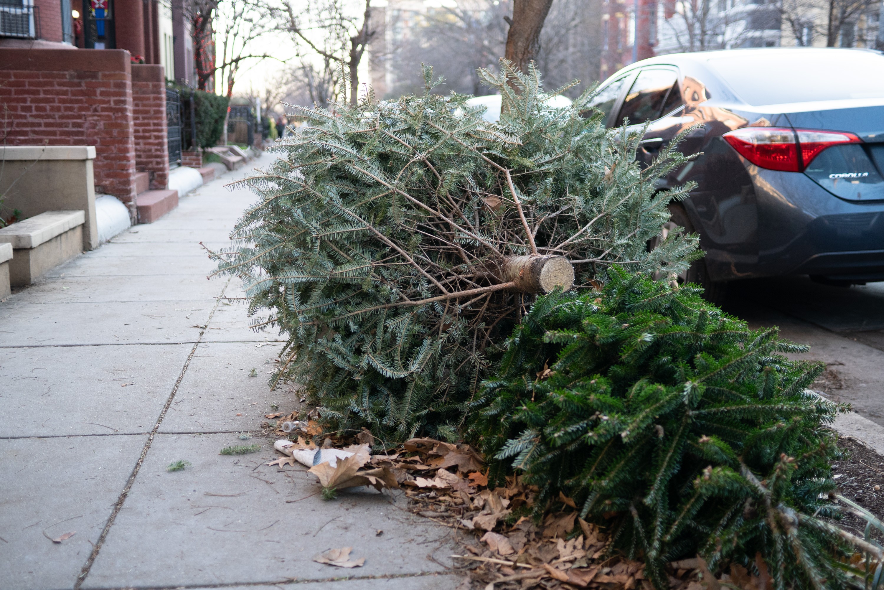 Christmas Trees Pile Up On D.C. Sidewalks As New Pickup System Falls ...