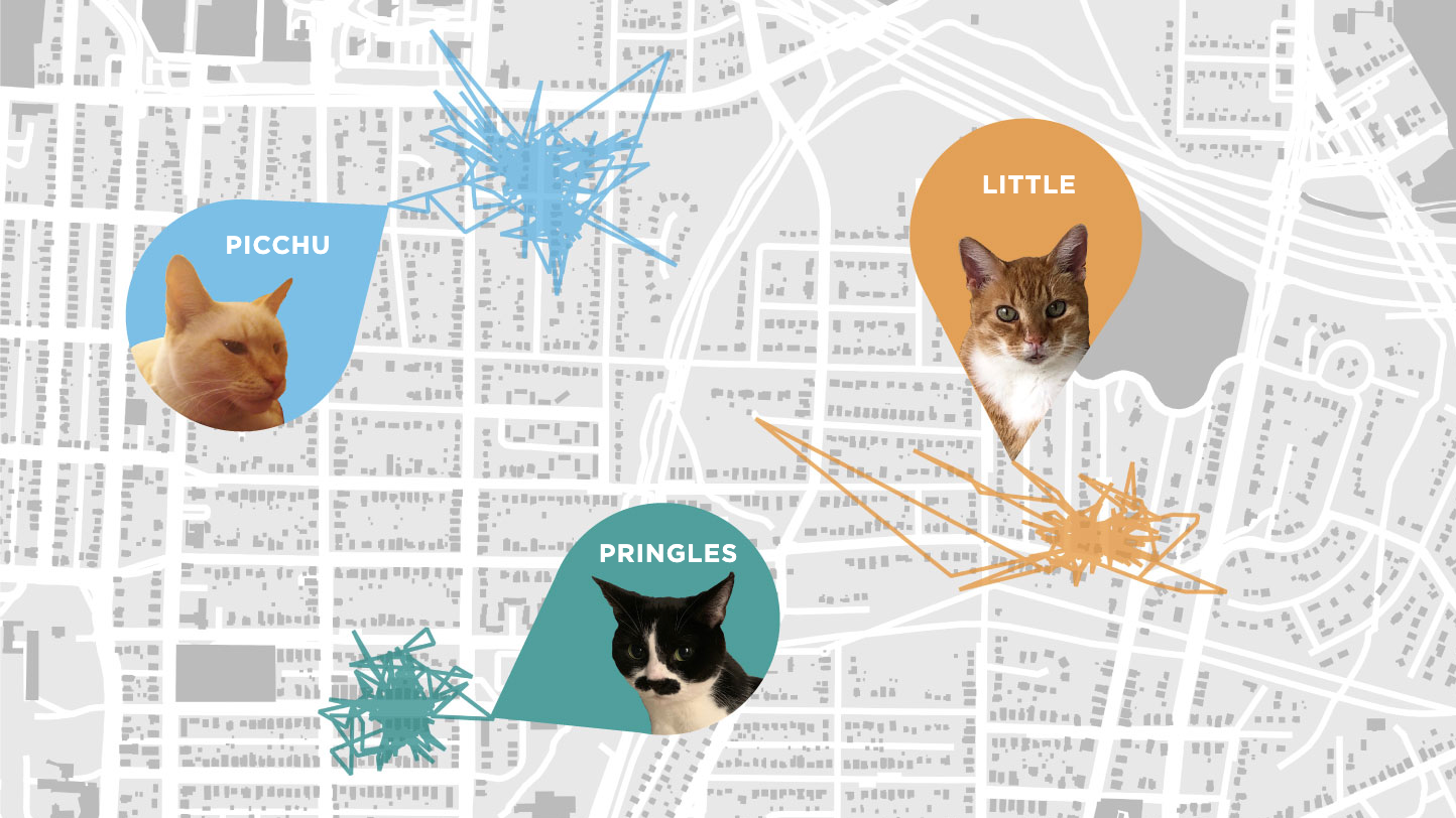 The Killer At Home: House Cats Have More Impact On Local Wildlife Than ...