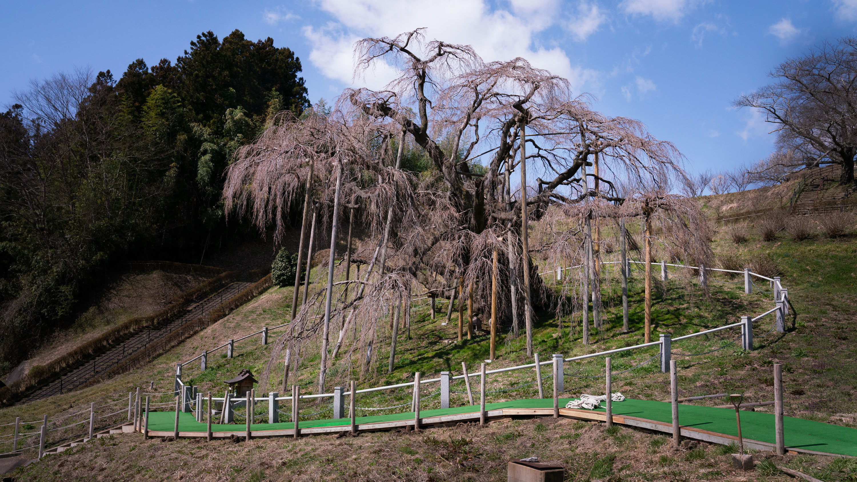 'A Reminder That Nature Is Strong': In Japan, A 1,000-Year-Old Cherry ...