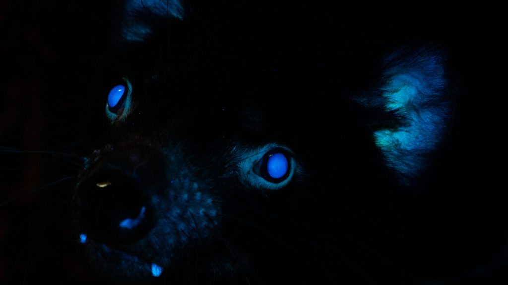 Toledo Zoo Discovers Tasmanian Devils That Glow | WAMU