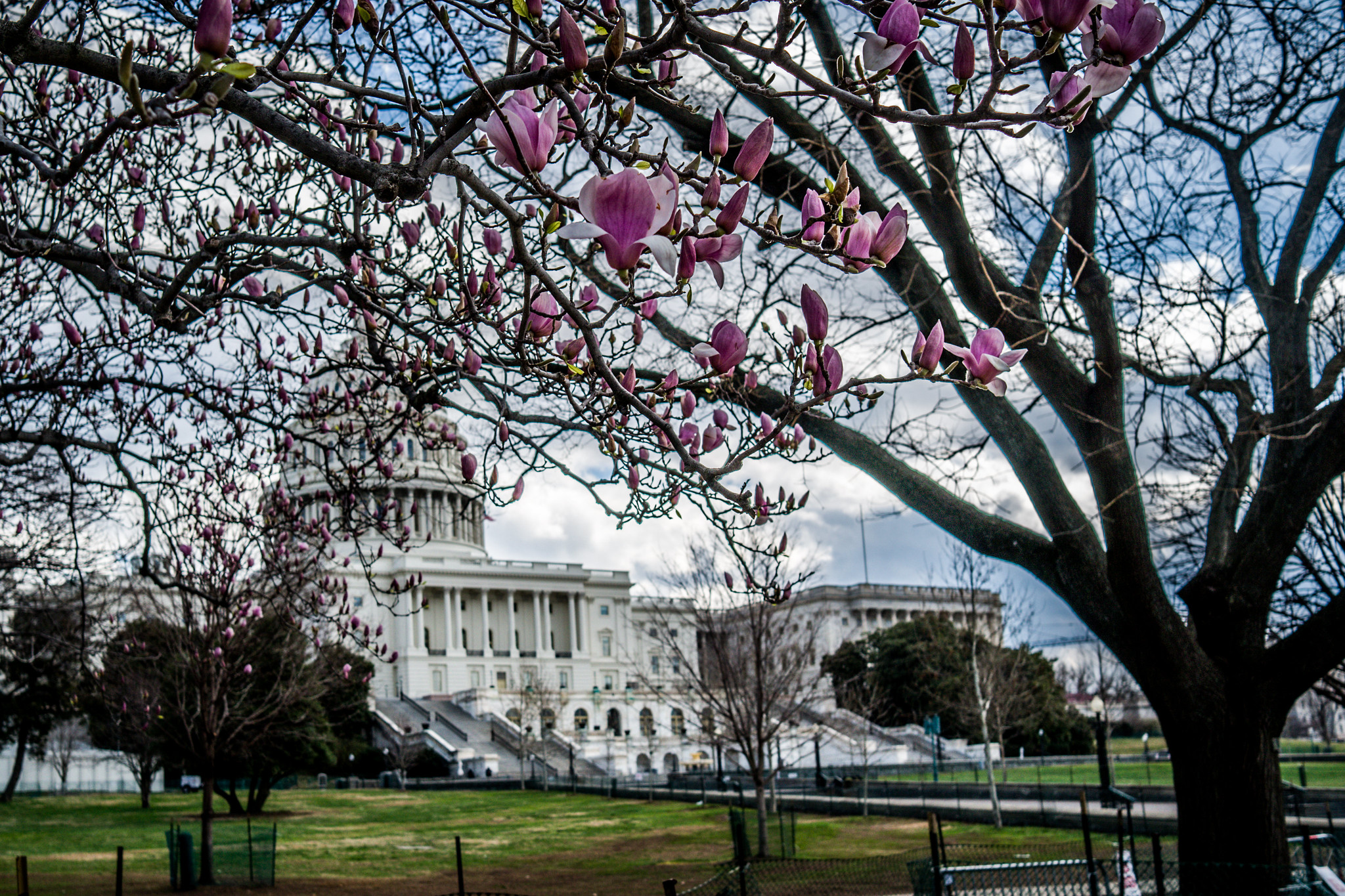 Do D.C.’s Poorest Neighborhoods Still Have Fewer Trees? | WAMU