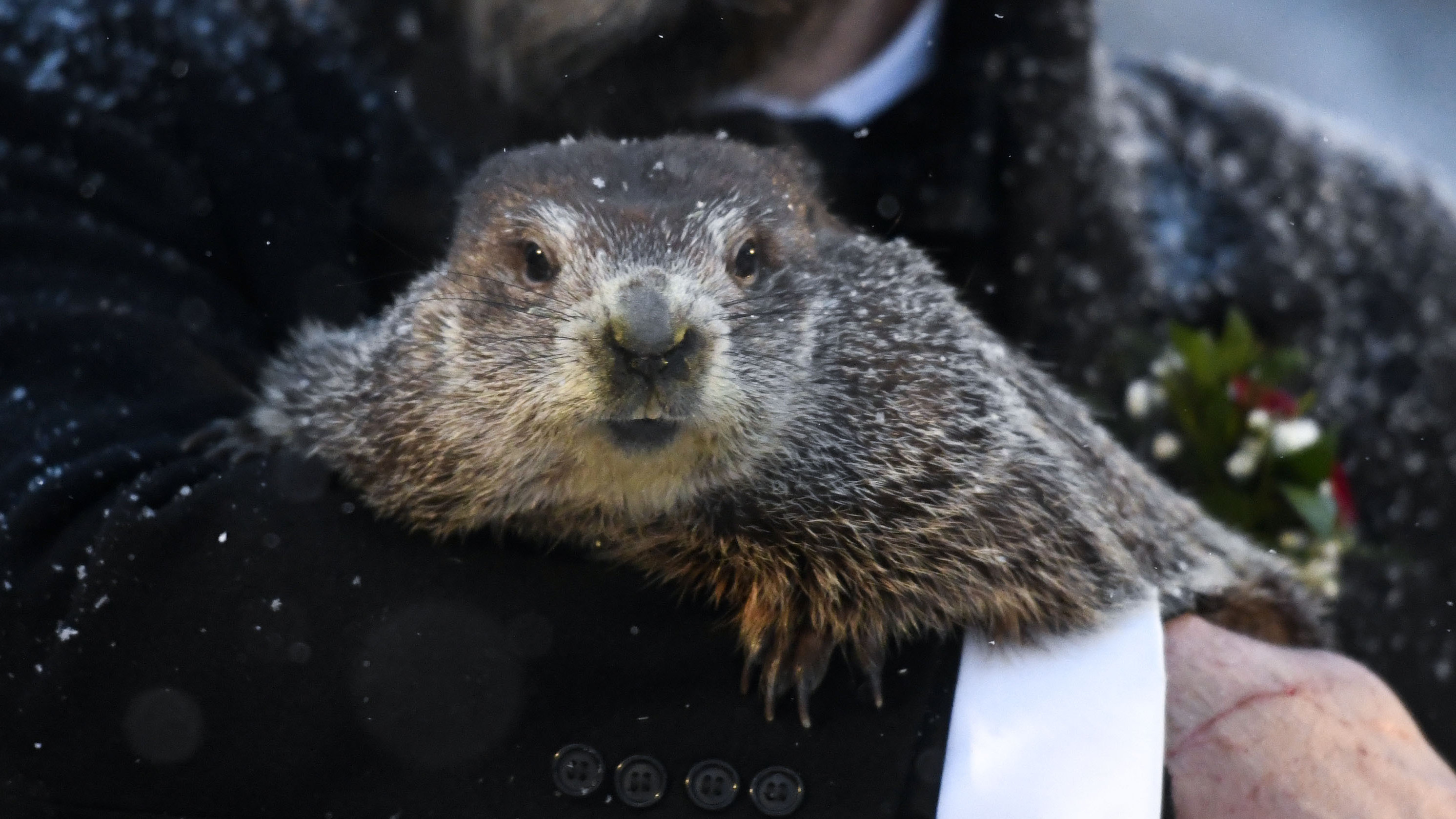 At Virtual Groundhog Day Ceremony, Punxsutawney Phil Predicts 6 More ...