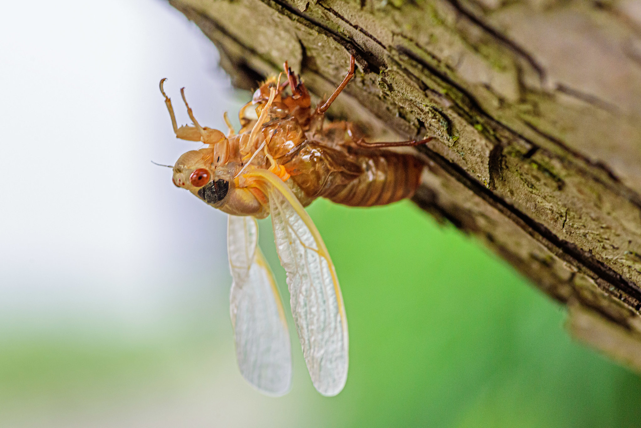 Periodical Cicadas Will Overrun DC This Spring | WAMU