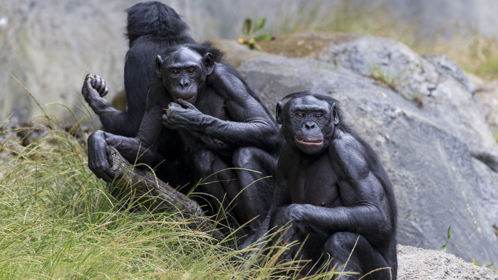 Zoo Vaccinates Apes To Protect Both Animals And Humans From COVID-19 | WAMU