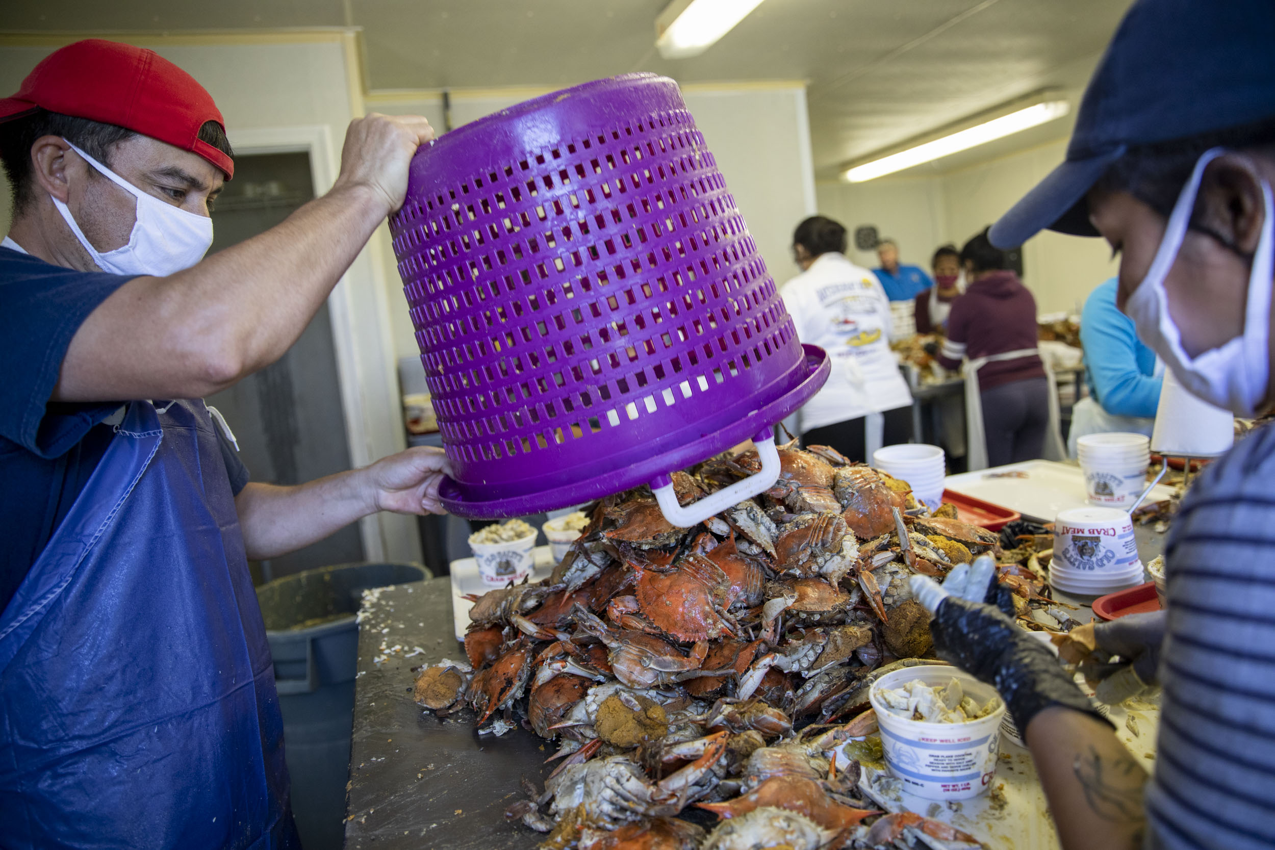 Maryland Crab Workers Are Bouncing Back From The Pandemic | WAMU