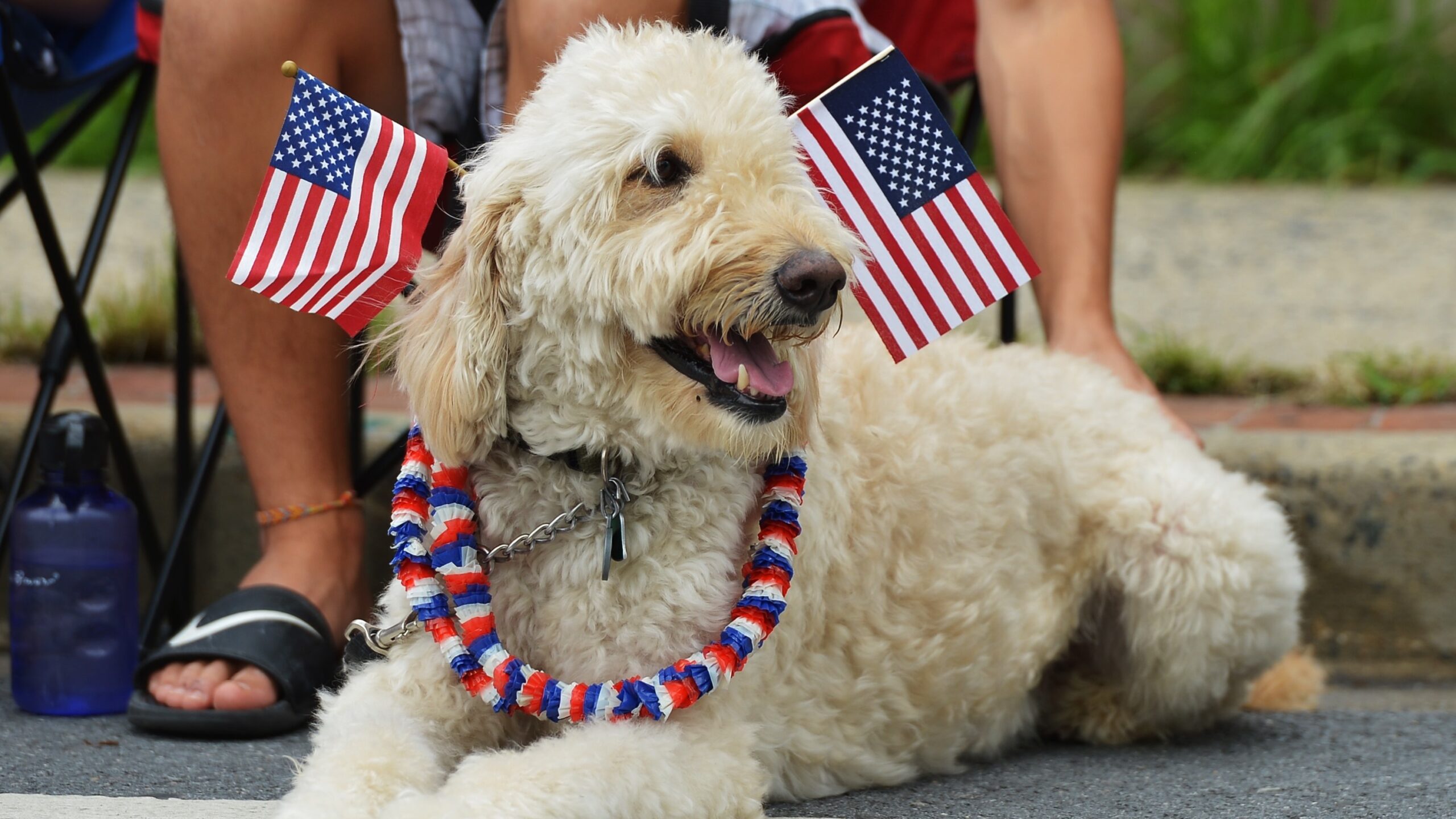 Get Ready For The Fireworks. How To Keep Your Pets Safe And Happy This ...