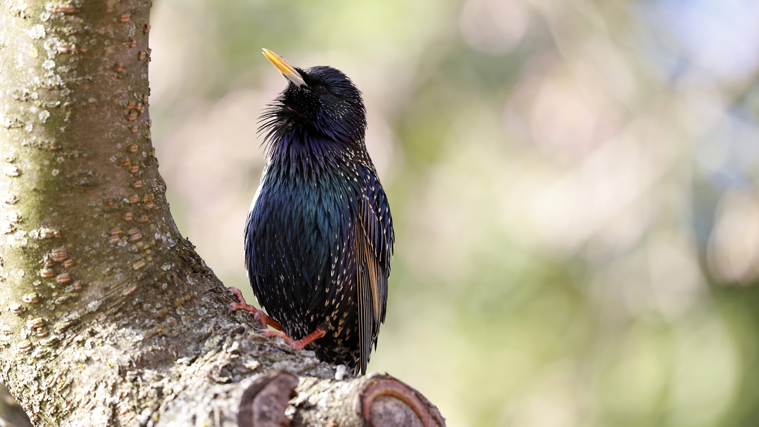 Climate Change Is Making Some Species Of Animals Shape-Shift | WAMU