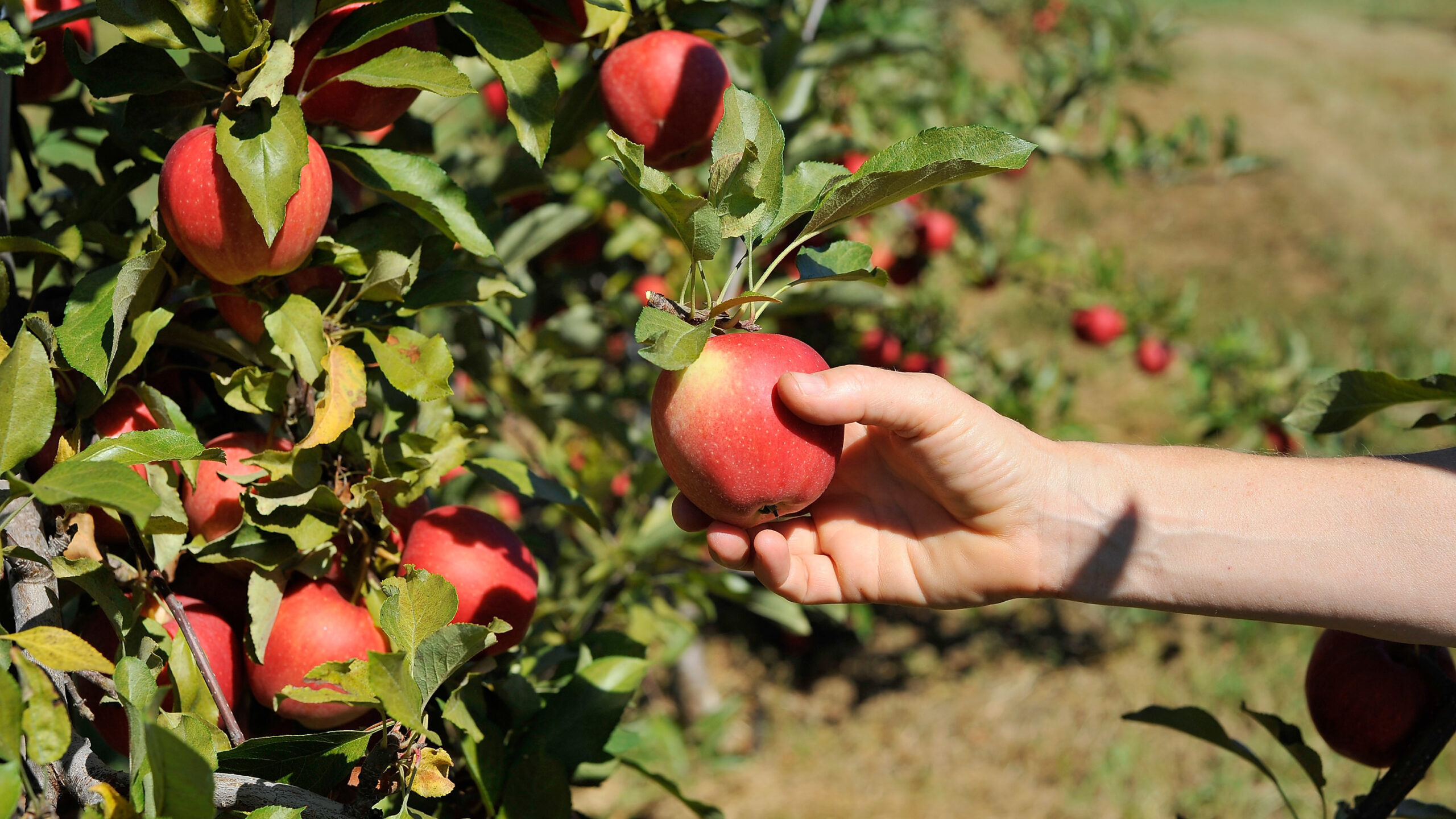 The problem with apple-picking | WAMU
