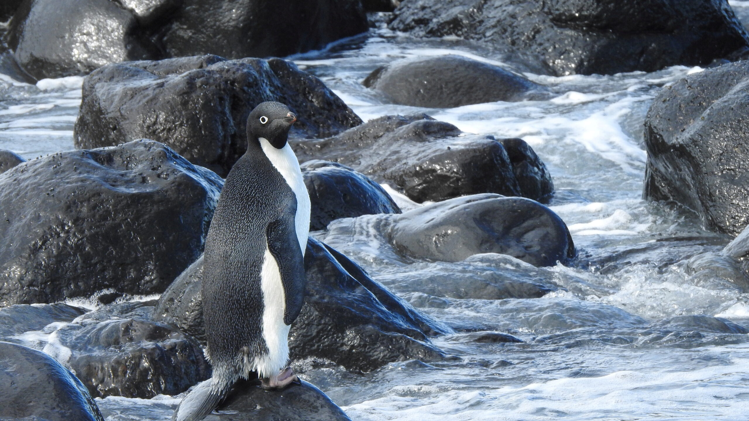 An Antarctic penguin ends up on New Zealand shore, 3,100 miles from ...