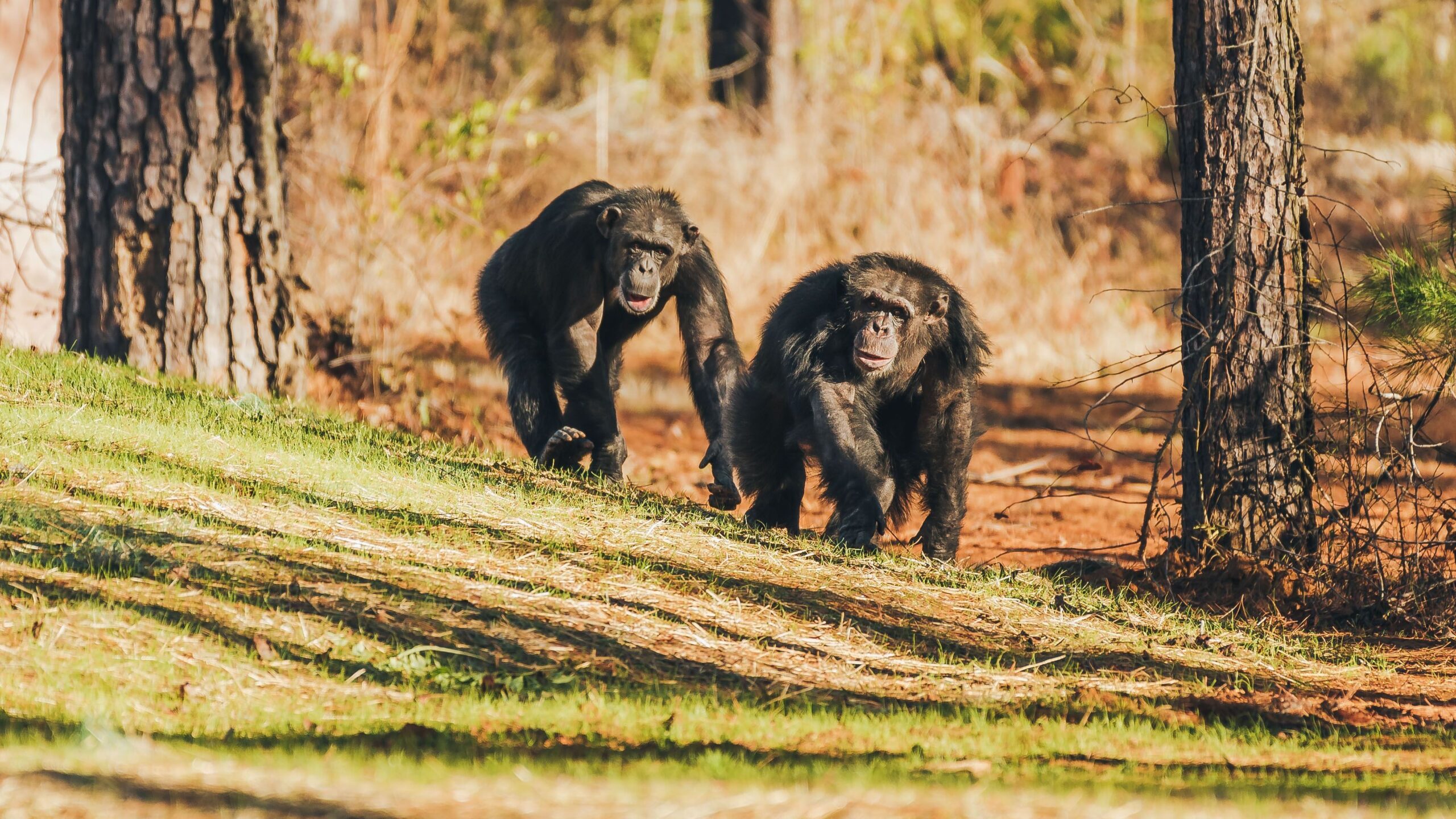 The NIH is 'largely finished' moving its former research chimps to a ...