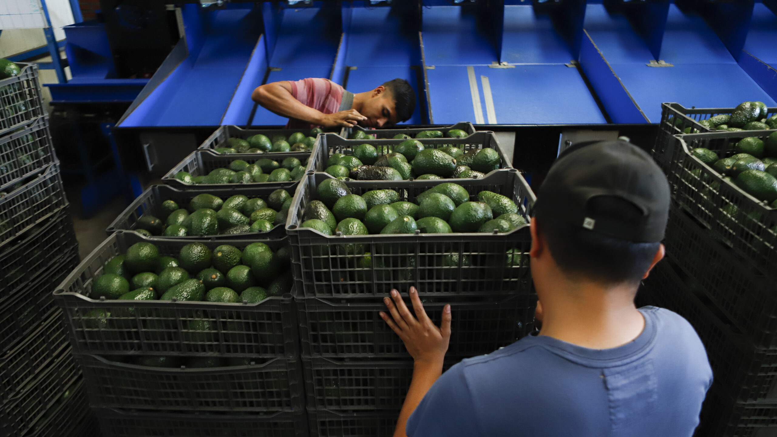 Why we'll probably see avocado prices rise soon in the U.S. | WAMU