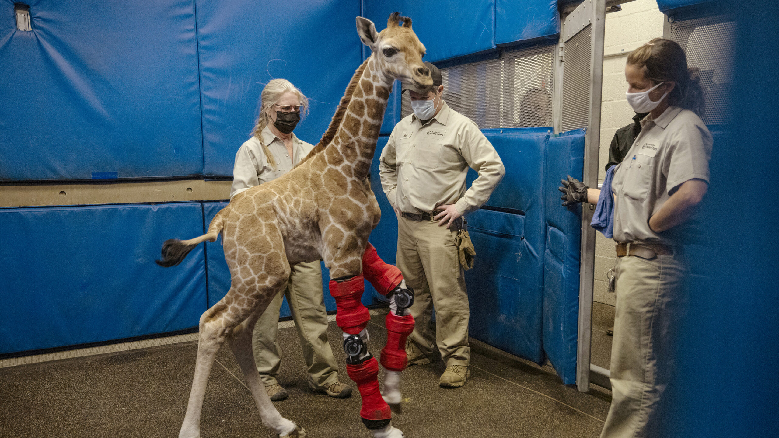 A giraffe born with a disorder gets modified leg braces designed for ...