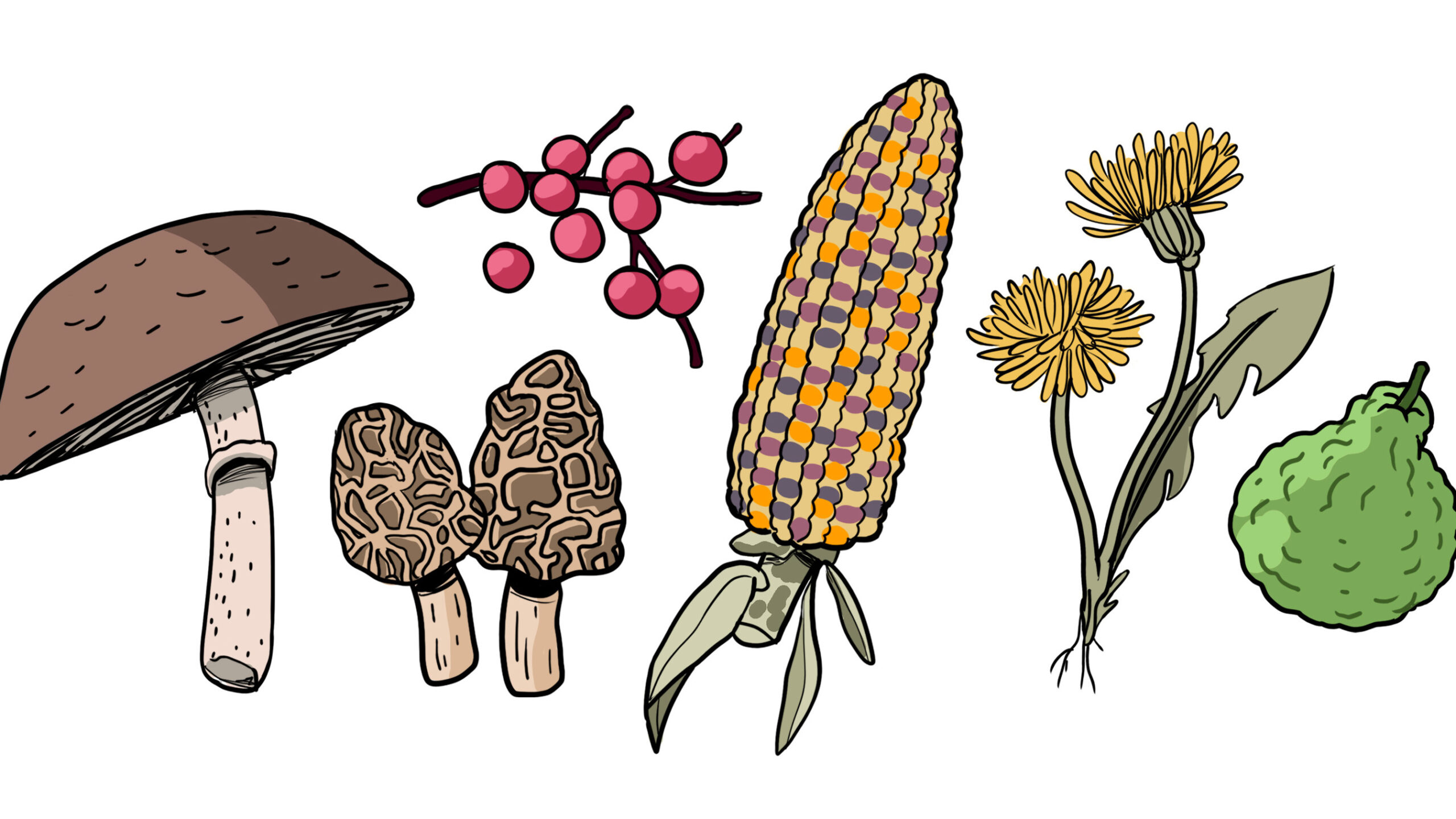 COMIC: One Sioux chef's attempt to reclaim Native American cuisine | WAMU