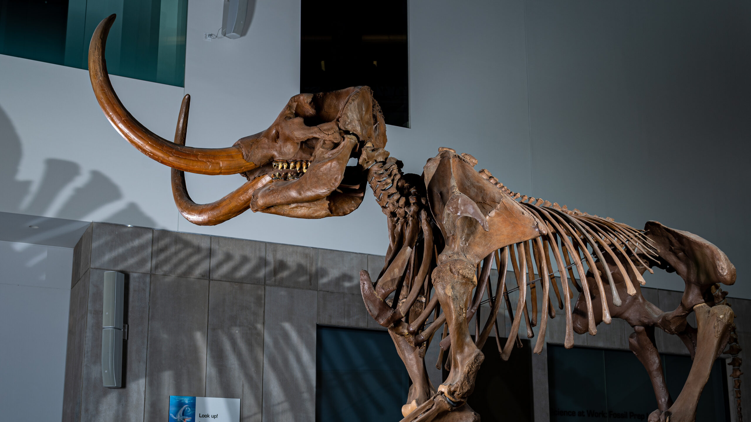 The story of Fred the mastodon, who died looking for love | WAMU