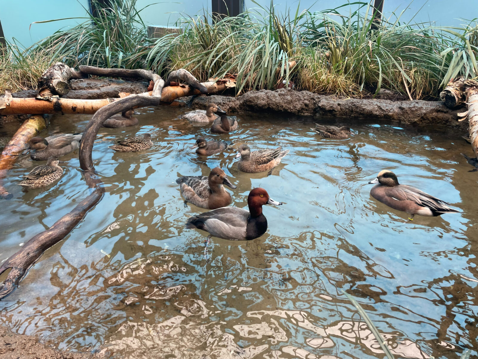 Get Out There: National Zoo's bird house reopens | WAMU