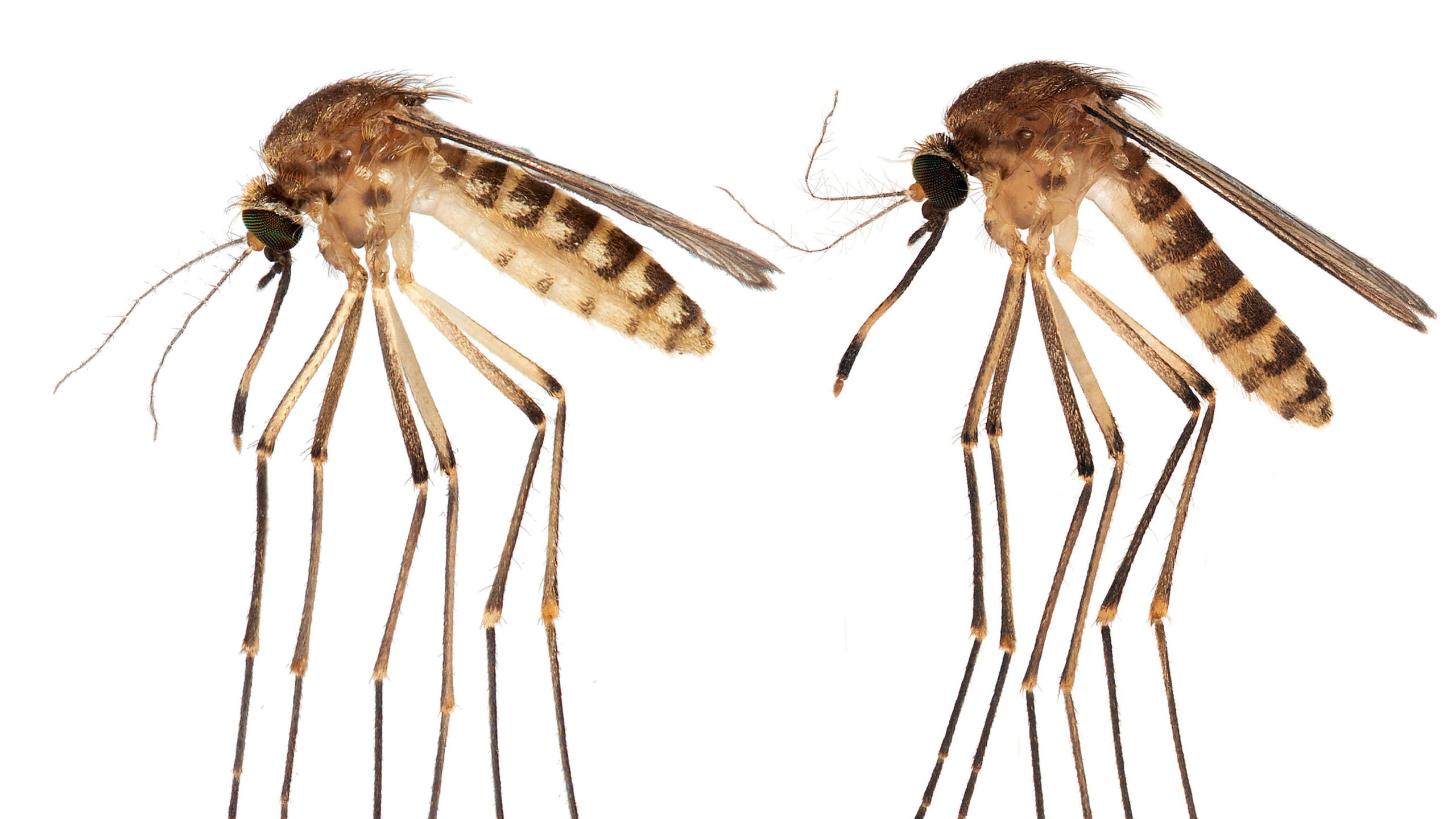 Uh-oh. A new tropical mosquito has come to Florida. The buzz it's ...