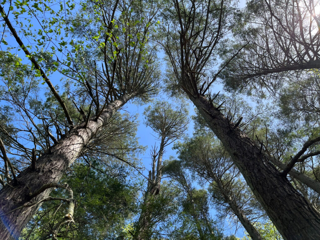 Hemlock forest in Fairfax designated "old growth" | WAMU