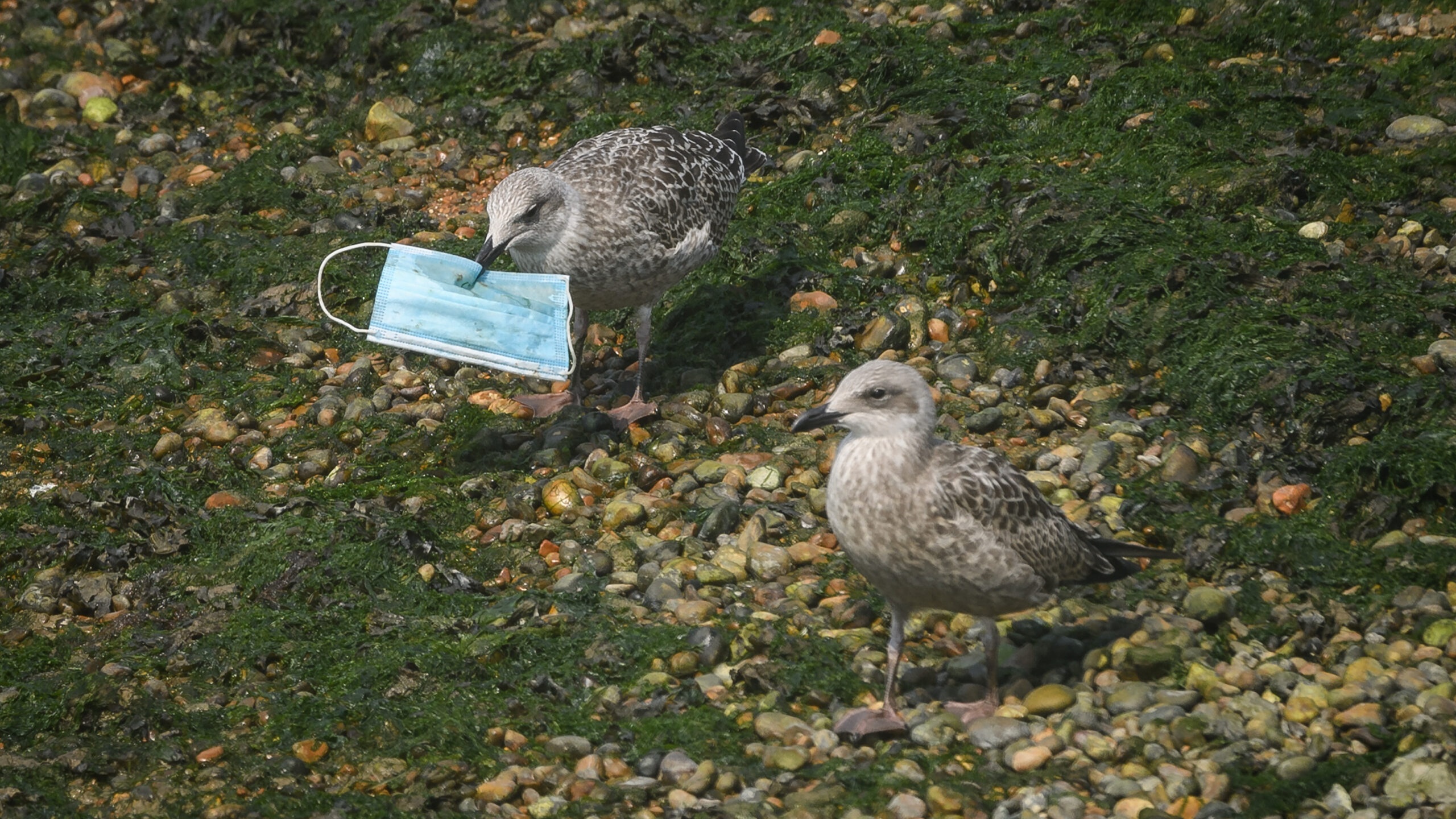 Are masks for the birds? We field reader queries about this new stage ...