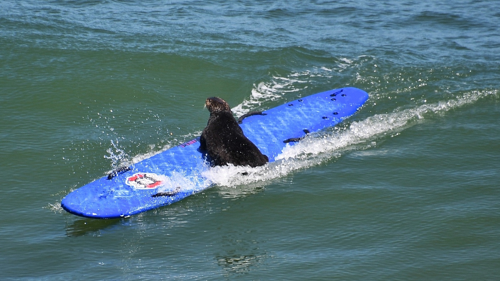 An otter in Santa Cruz is hassling surfers — and stealing their boards ...