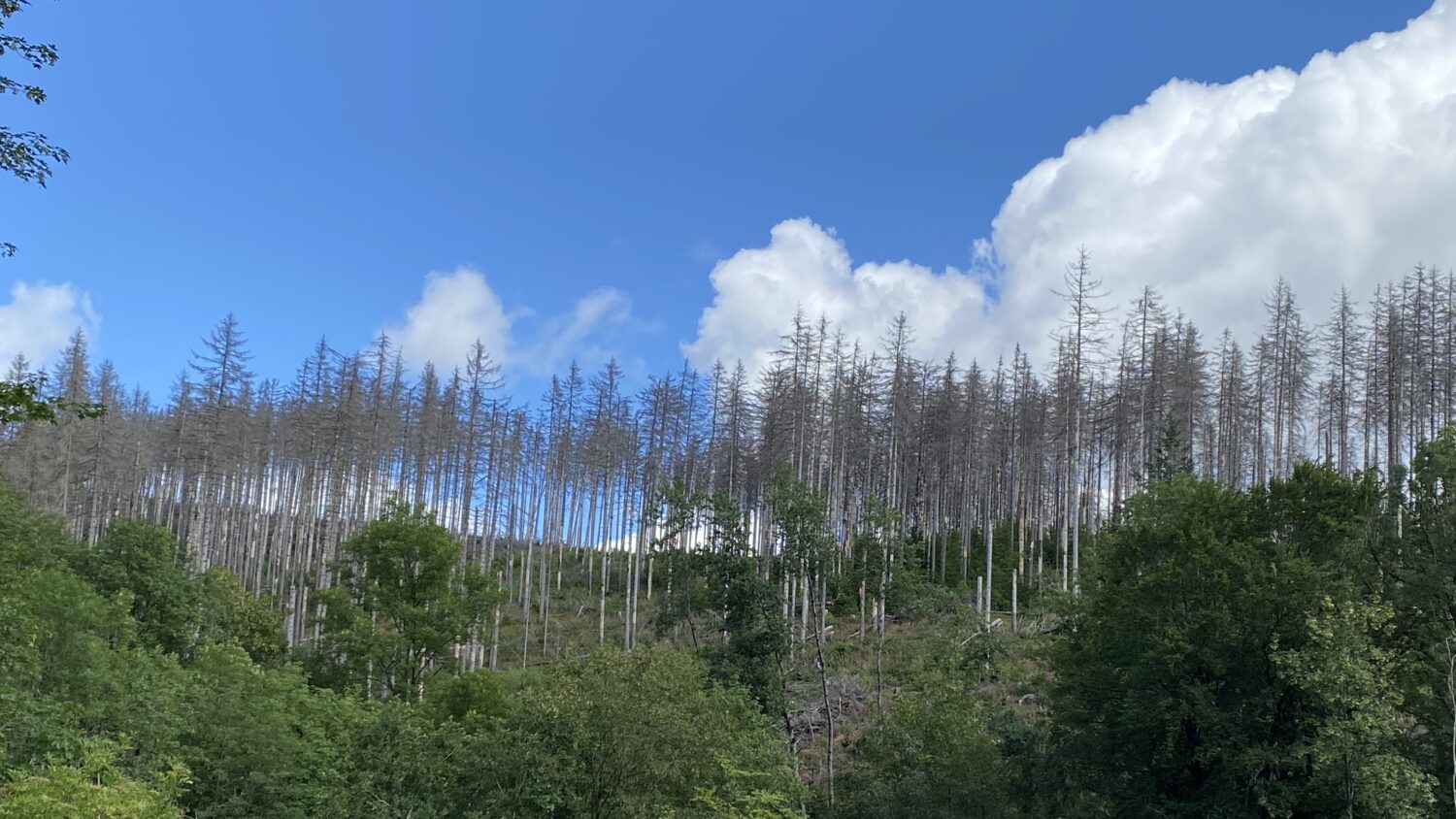 deciduous forest climate change