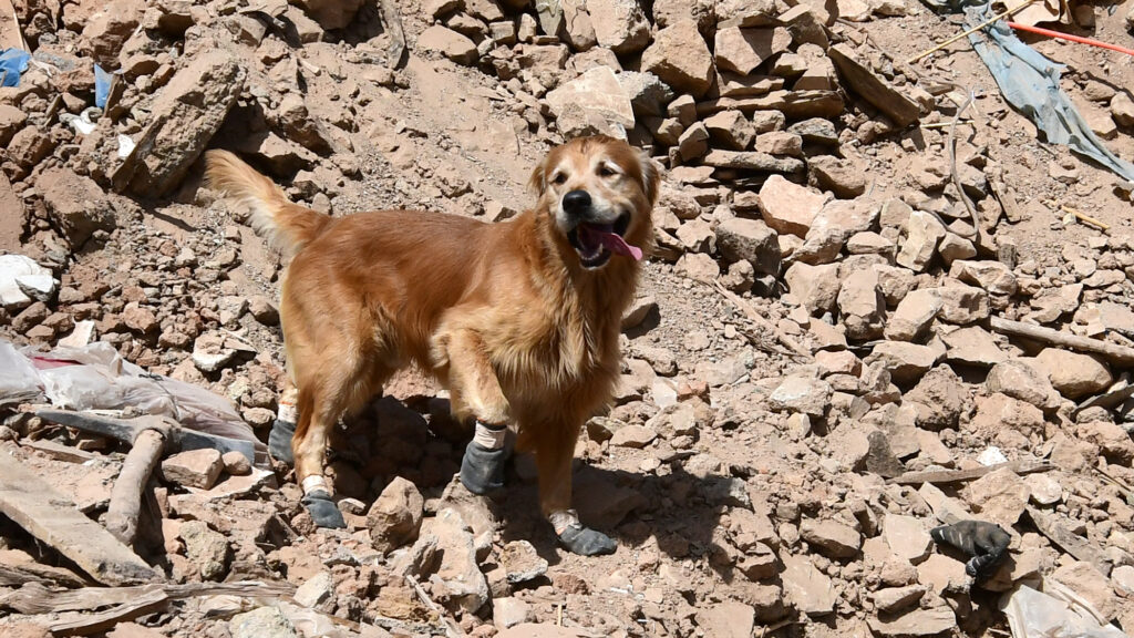 Kilian the sniffer dog searches for survivors after the Morocco quake ...