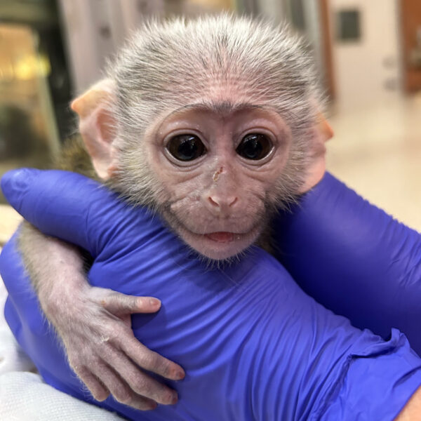 It's taken 30 humans to raise this motherless monkey at the zoo | WAMU