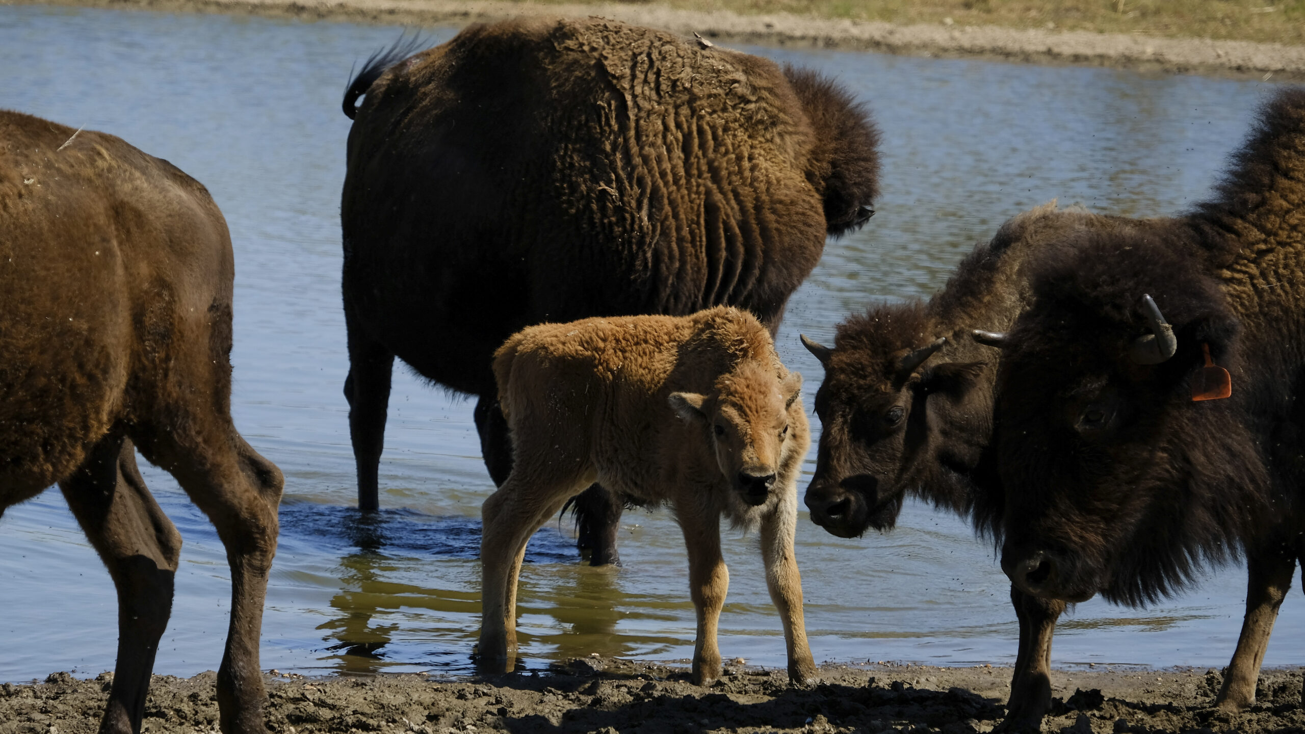 With bison herds and ancestral seeds, Indigenous communities embrace ...