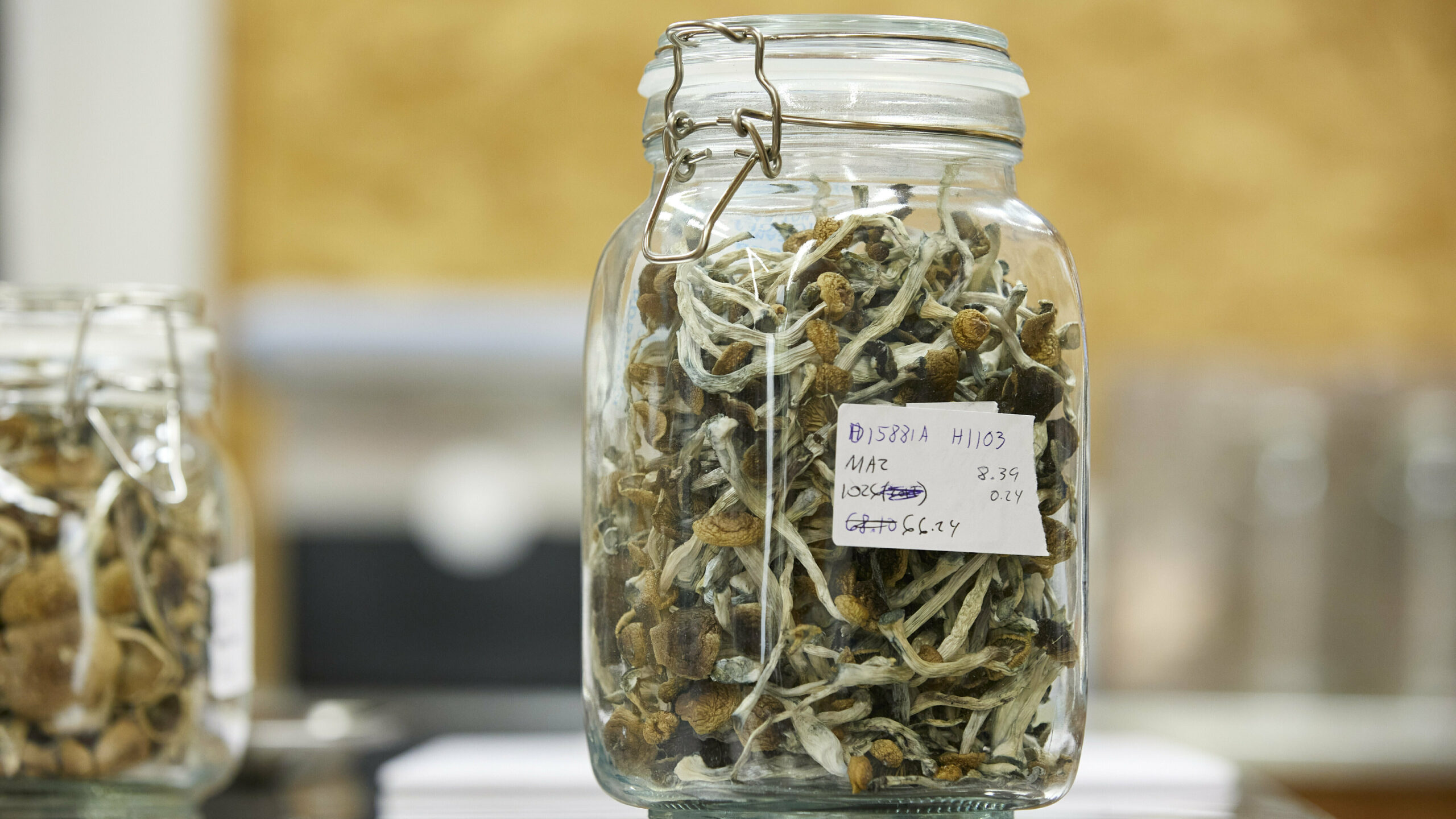 As 'magic mushrooms' got more attention, drug busts of the psychedelic ...