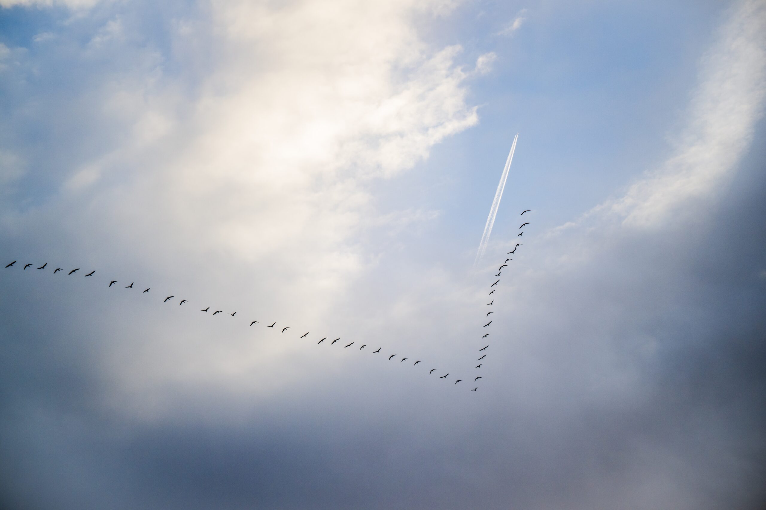 Birds are having a hard time migrating this spring. What can we do to ...