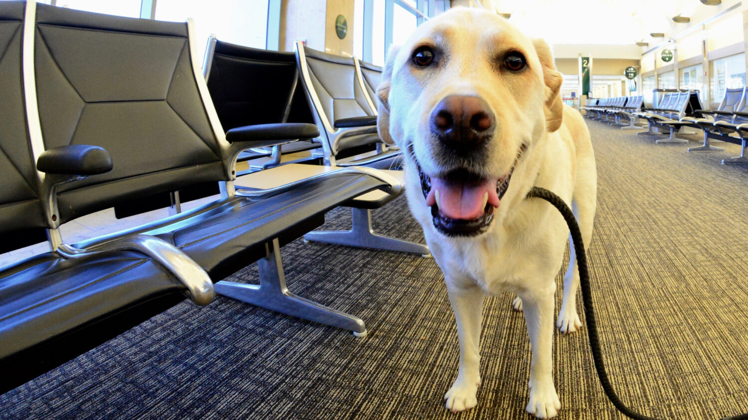 Dogs With Rabies CDC To Implement New Rules For Dogs Entering The U.S.