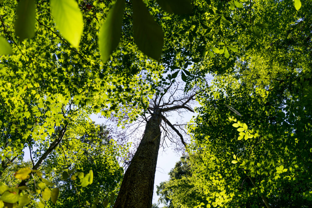 D.C.'s response to the hottest summer on record? Plant more trees | WAMU