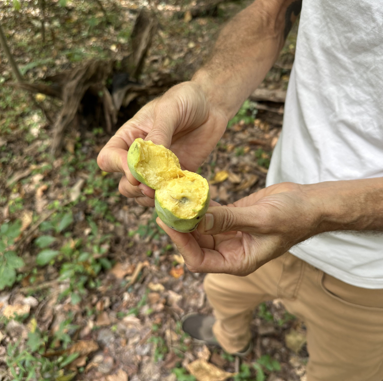Get Out There: It's pawpaw season | WAMU