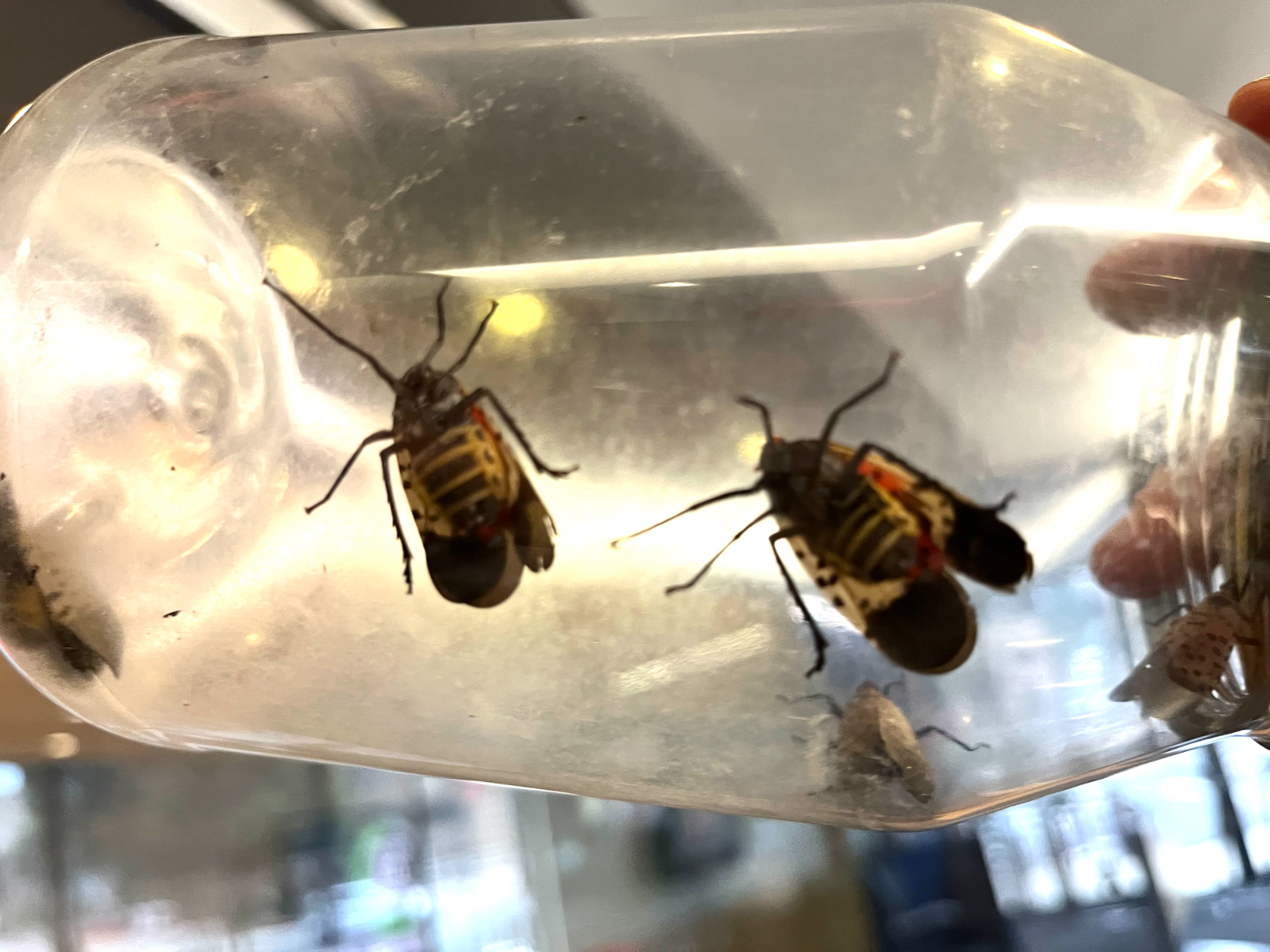 'To squish or not to squish?': an insect expert's guide to spotted ...